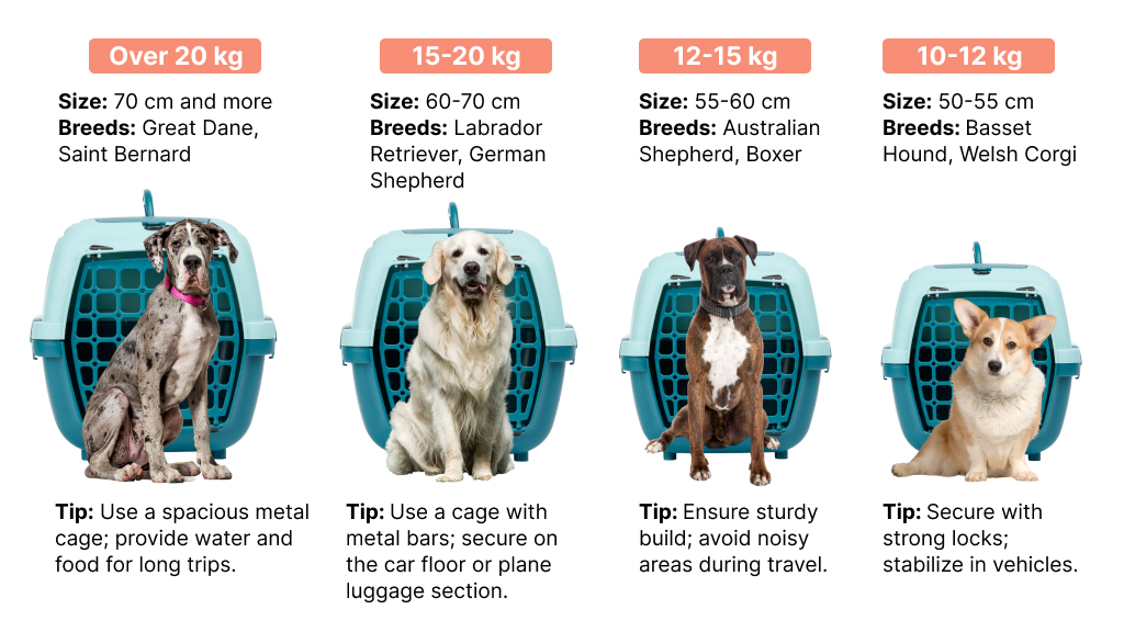 How to make your pet comfortable during travel 🐾 OHAYU eSIM